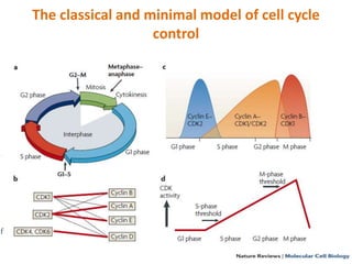 Cell Cycle Regulation | PPTX