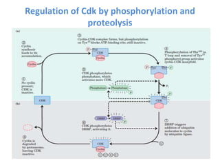 Cell Cycle Regulation | PPTX