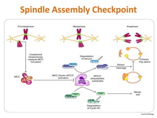 Cell Cycle Regulation | PPTX