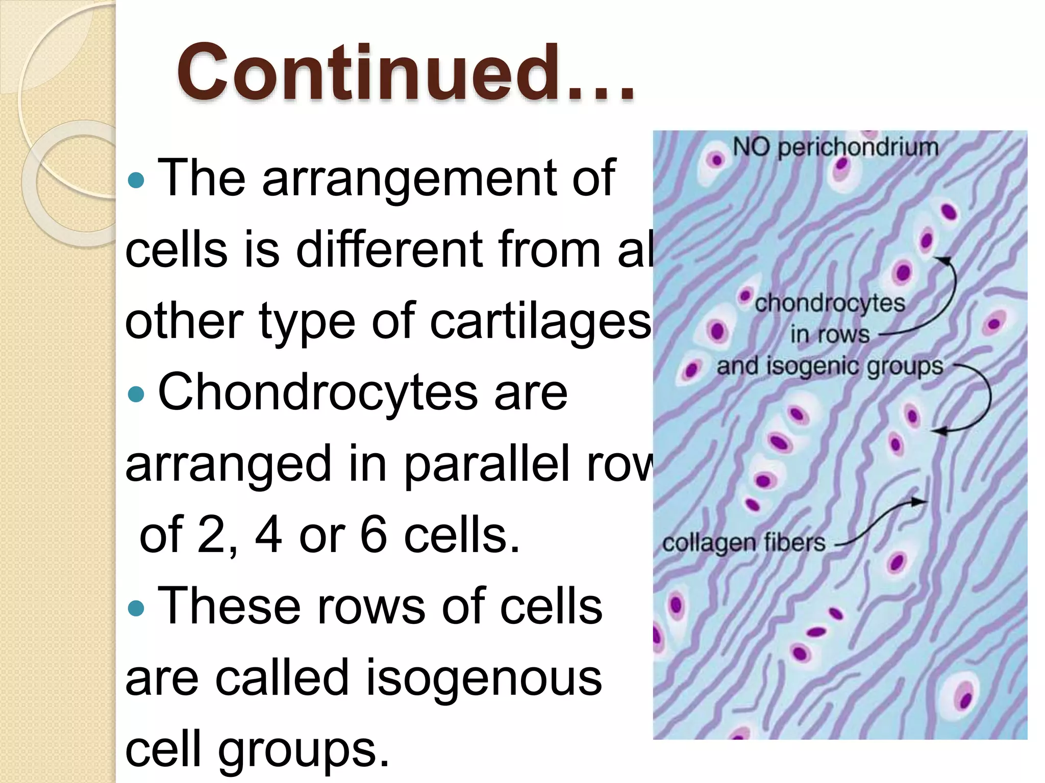 fibro cartilage | PPTX
