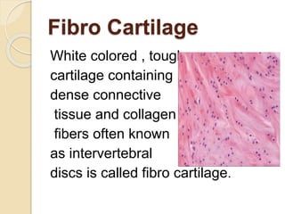 White Fibrocartilage Intervertebral Disc