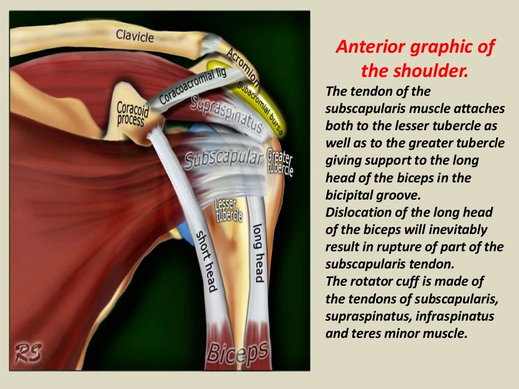 Presentation1.pptx, radiological anatomy of the shoulder joint.