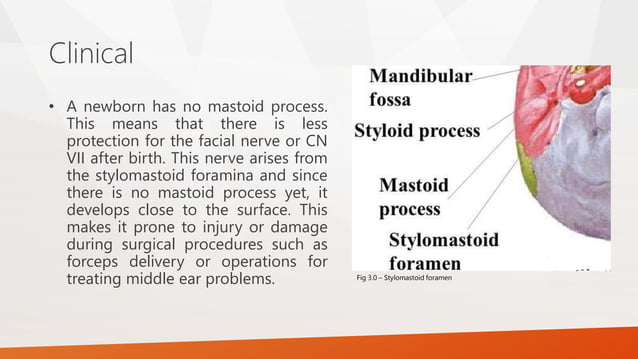 Mastoid Process | PPTX