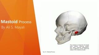 Mastoid Process | PPT