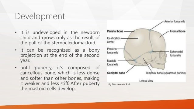 Mastoid Process