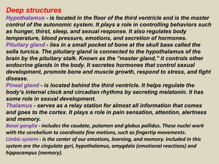 Presentation1.pptx, radiological anatomy of the brain. | PPTX