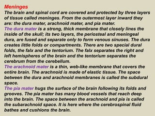 Presentation1.pptx, radiological anatomy of the brain. | PPTX