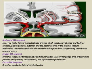 Presentation1.pptx, radiological anatomy of the brain. | PPTX