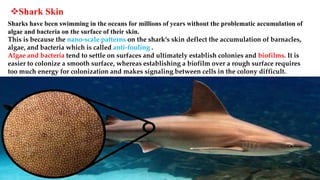 Nature’s nanotechnology, bio­mimicry, and making the superpowers of ...