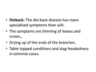 Sheesham Decline, Shisham Decline/ Dieback. (Dalbergia sissoo Dieback ...