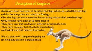 kangaroo | PPTX