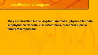 kangaroo | PPTX