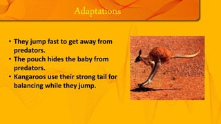 kangaroo | PPTX