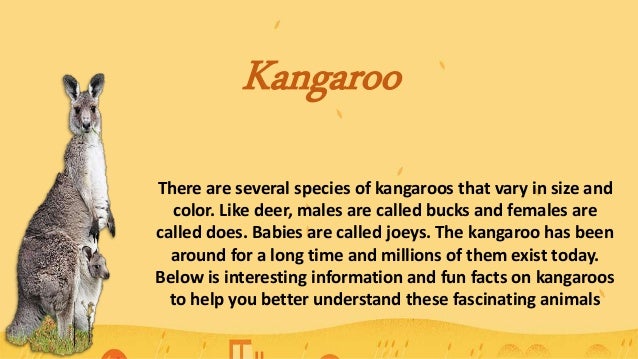 kangaroo