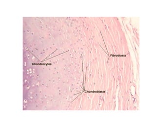 chondrocytes | PPTX
