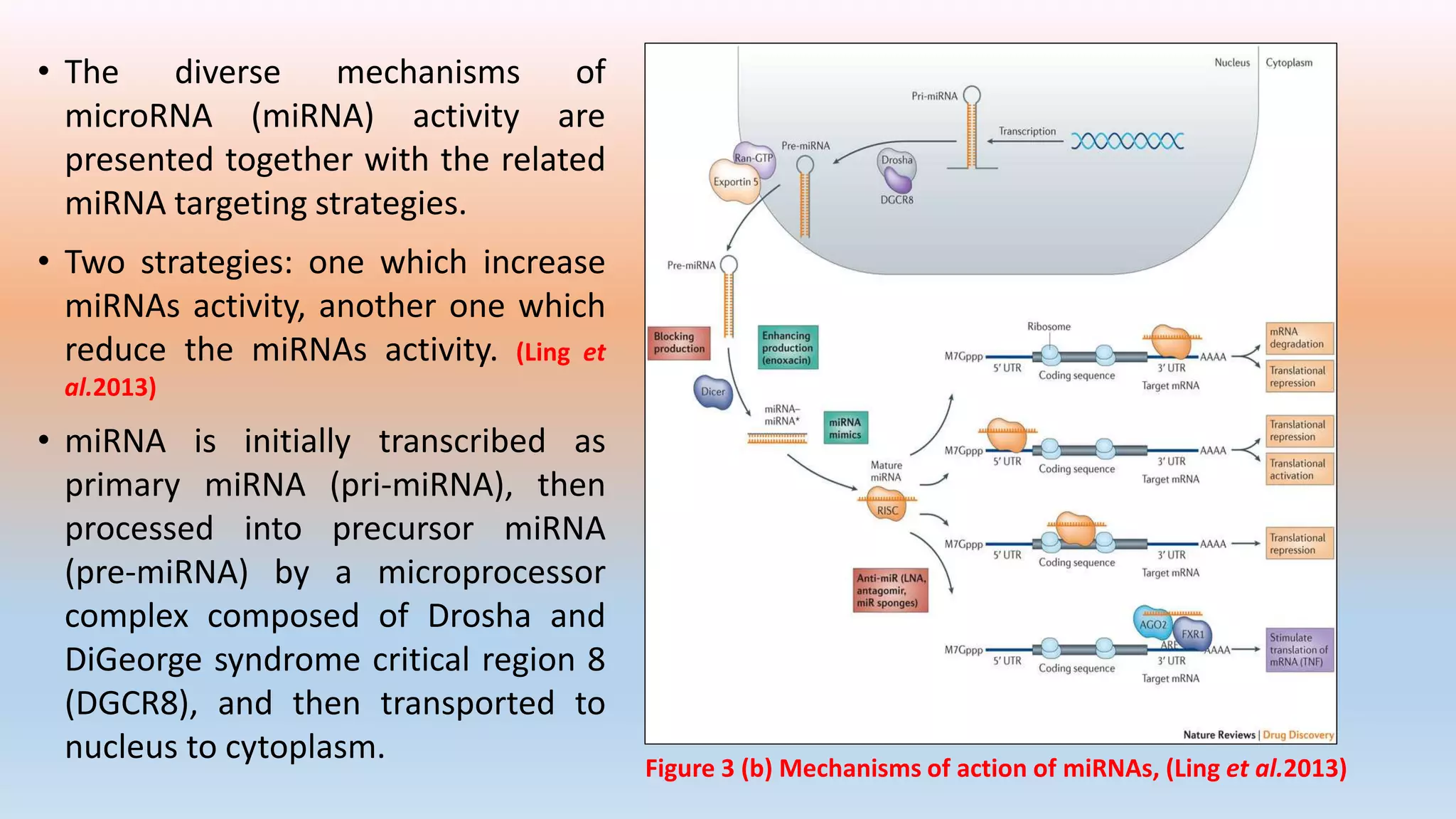 non coding RNA | PPTX