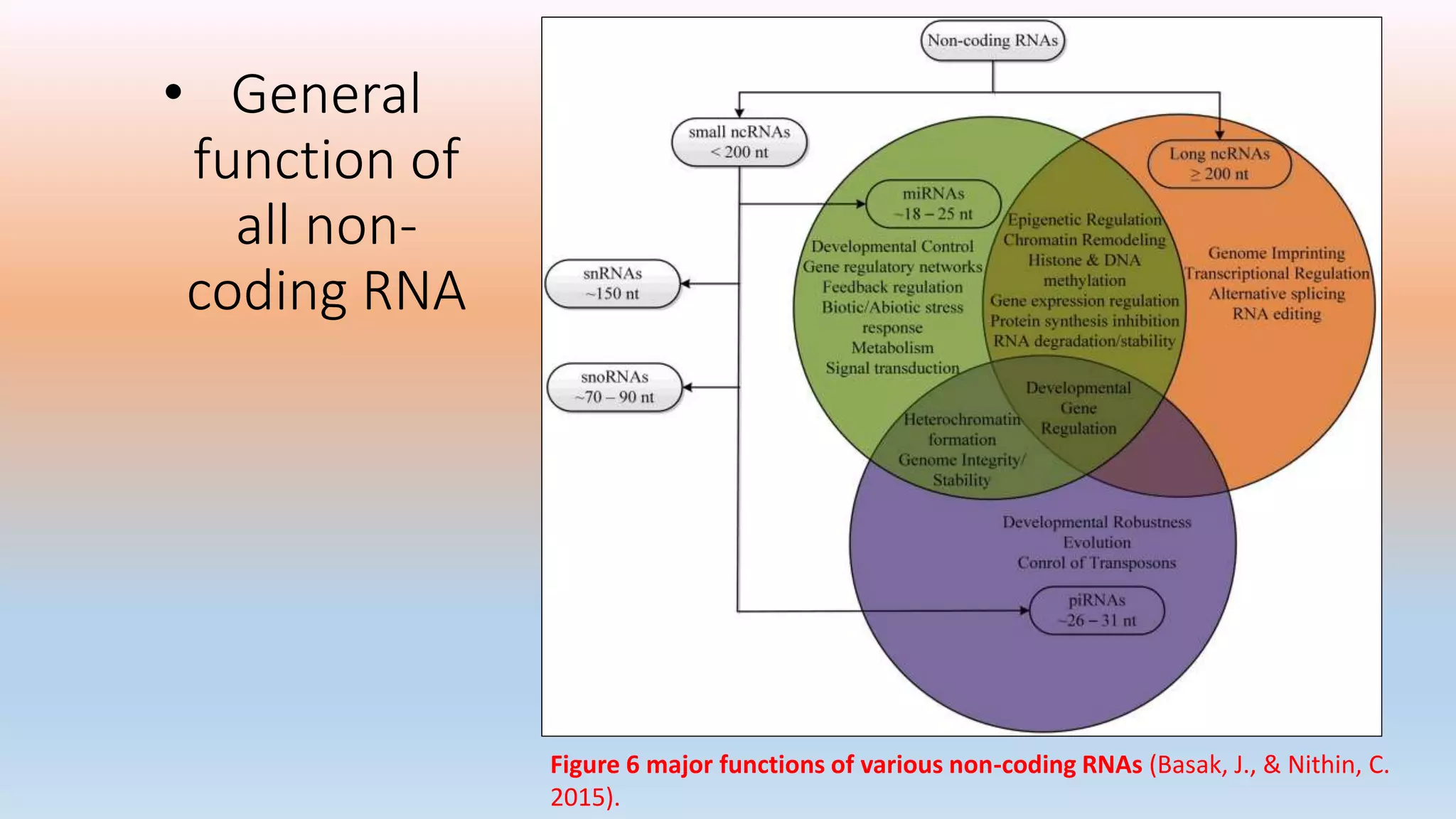 non coding RNA | PPTX