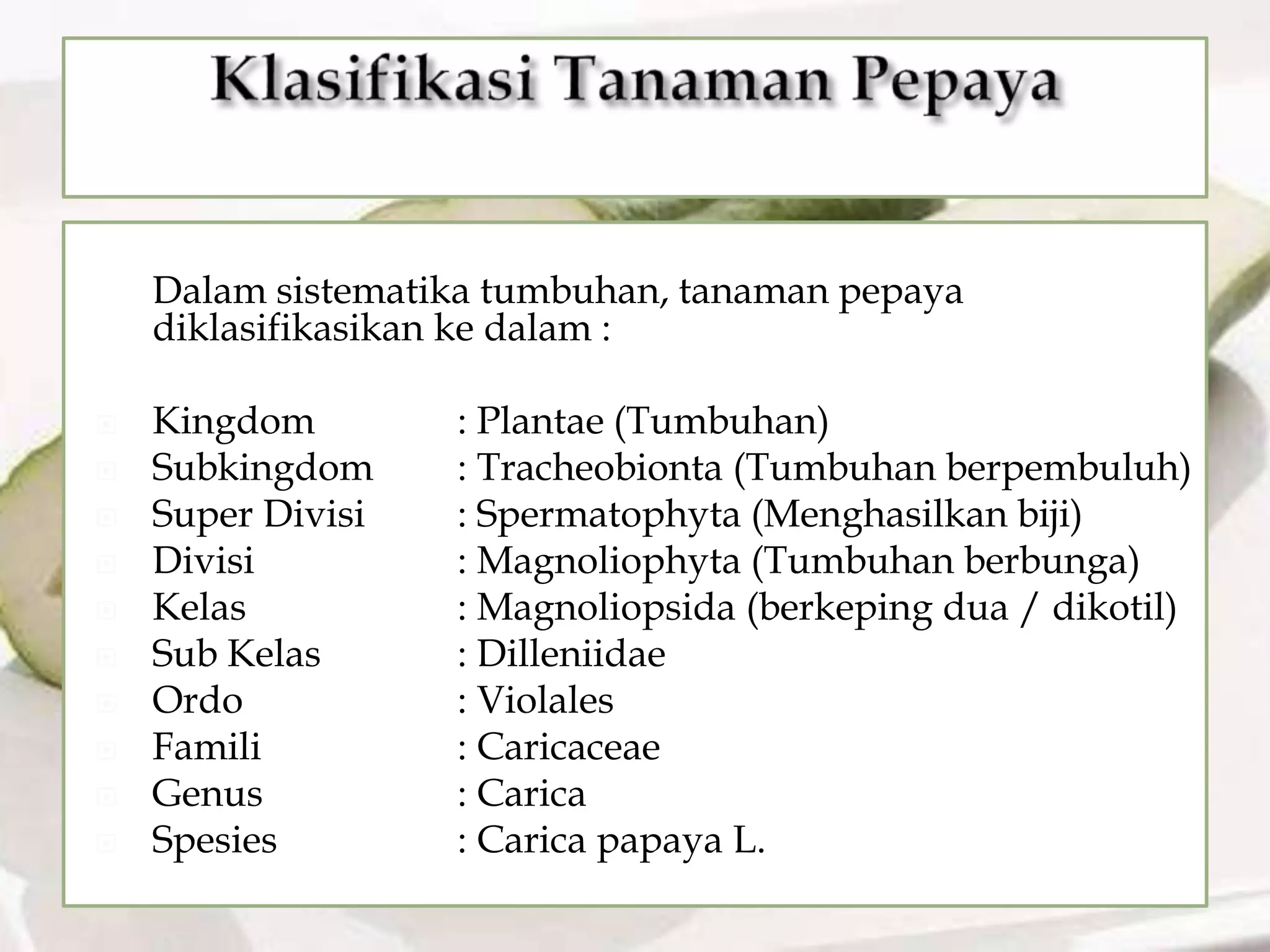 ppt buah pepaya | PPTX