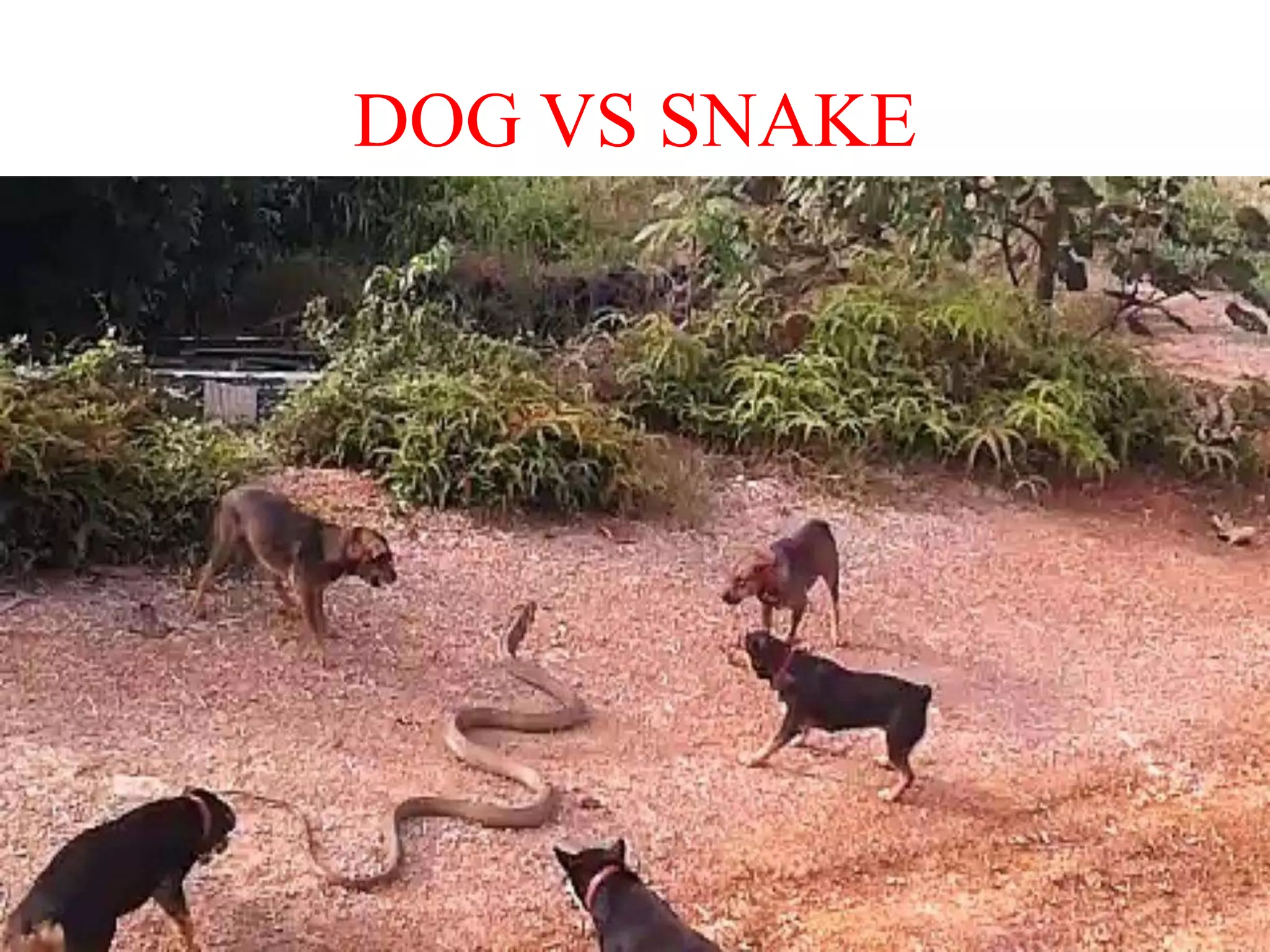 Animal Fight Wild Attacks | PPTX