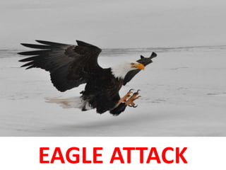 Animal Fight Wild Attacks | PPTX