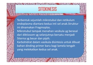 Anatomi Tumbuhan | PDF