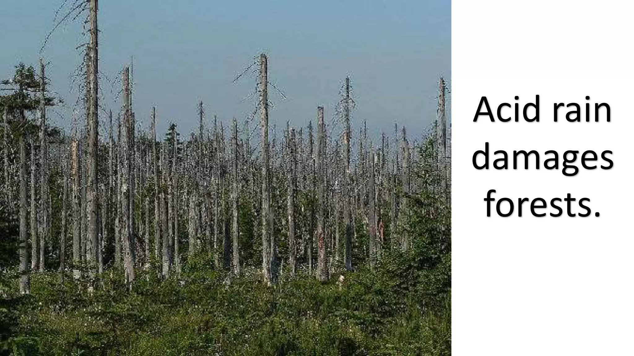 Air Pollution Effect on Animals & Plants | PPTX