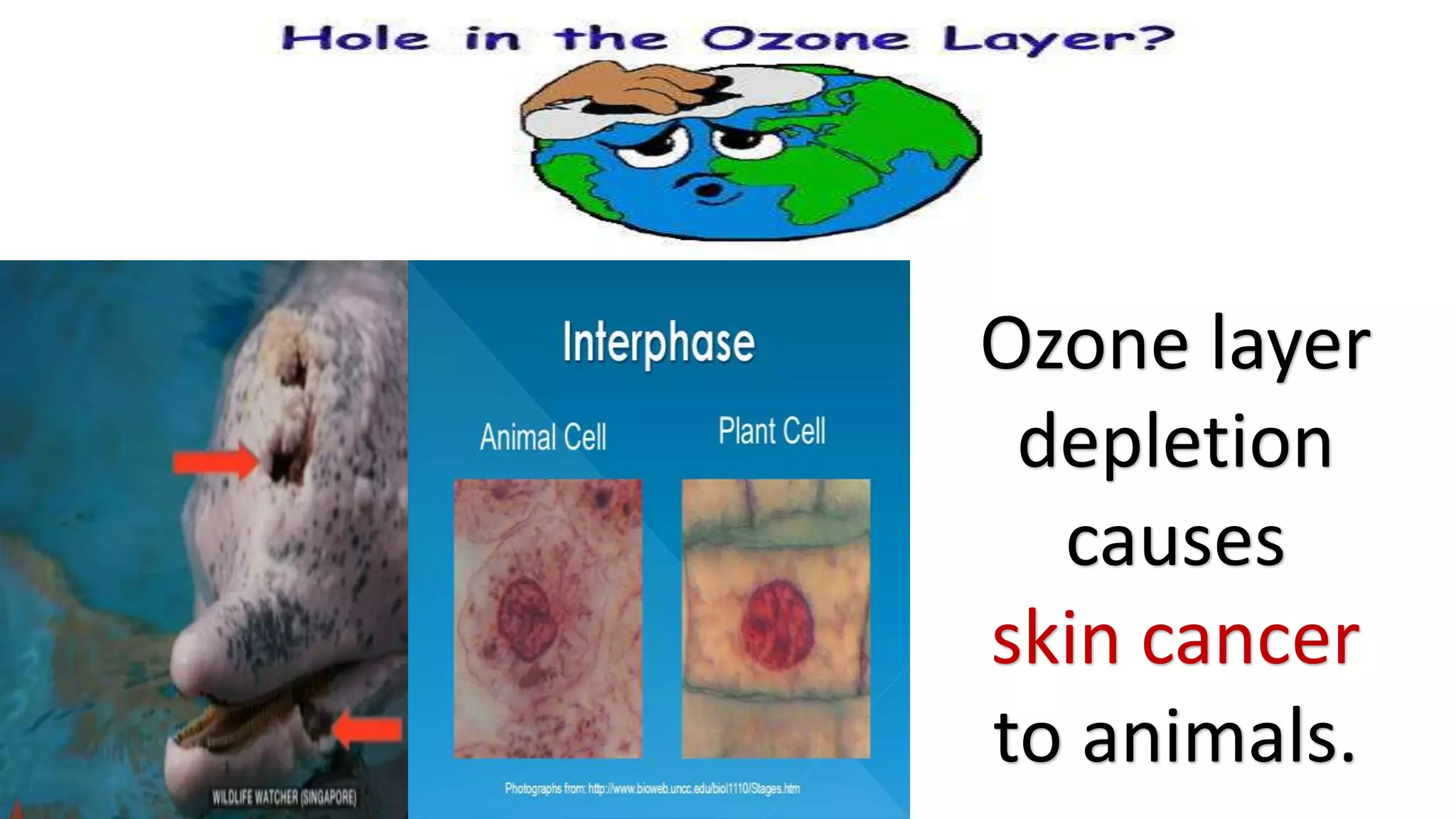Effects Of Ozone Layer Depletion On Animals