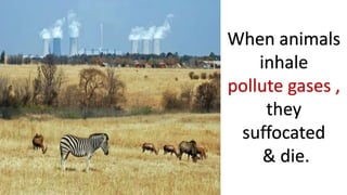Air Pollution Effect on Animals & Plants | PPTX