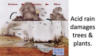 Air Pollution Effects On Animals