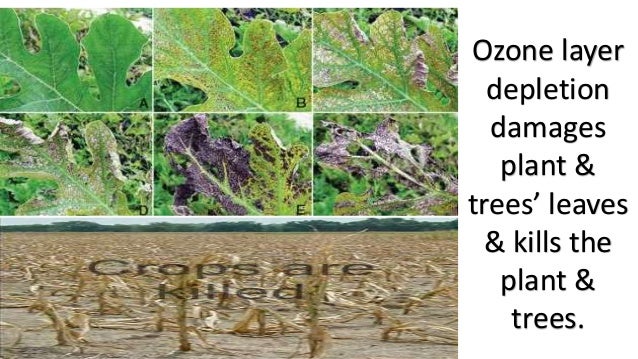 Air Pollution Effect on Animals & Plants