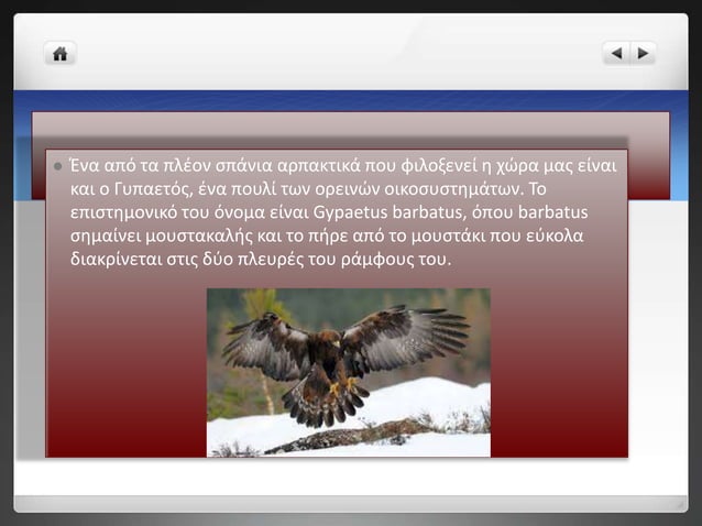 Γυπαετοί | PPTX
