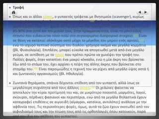 Γυπαετοί | PPTX