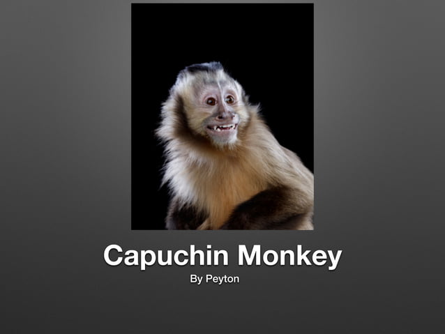 Capuchin Monkey by Peyton | PDF