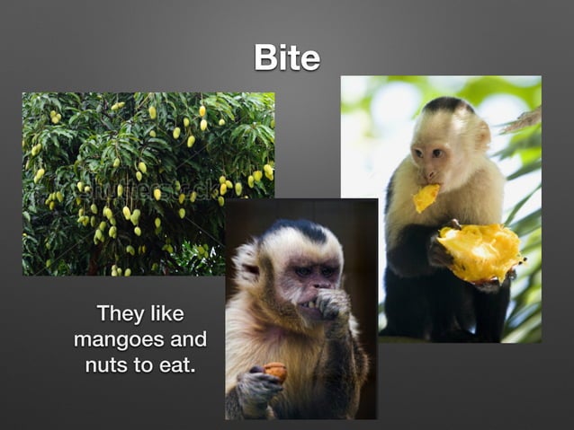 Capuchin Monkey by Peyton | PDF