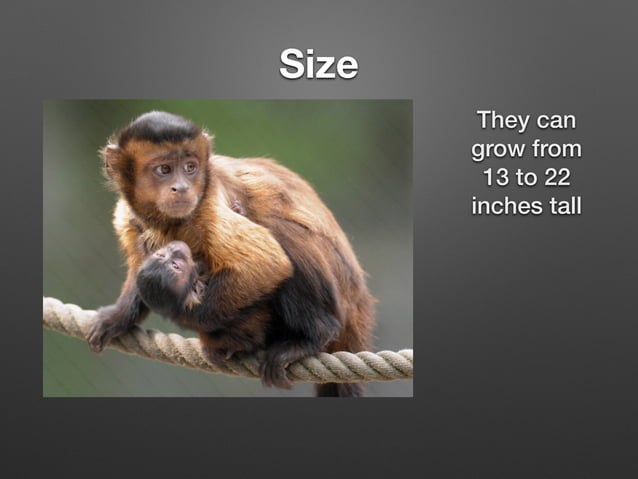 Capuchin Monkey by Peyton | PDF