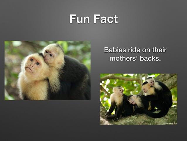 Capuchin Monkey by Peyton | PDF