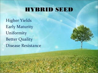 Pure and Hybrid Seed Production | PPT