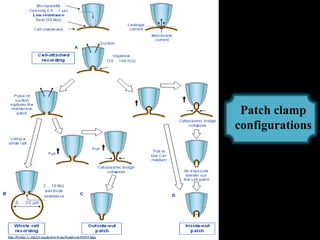 patch clam technique | PPT