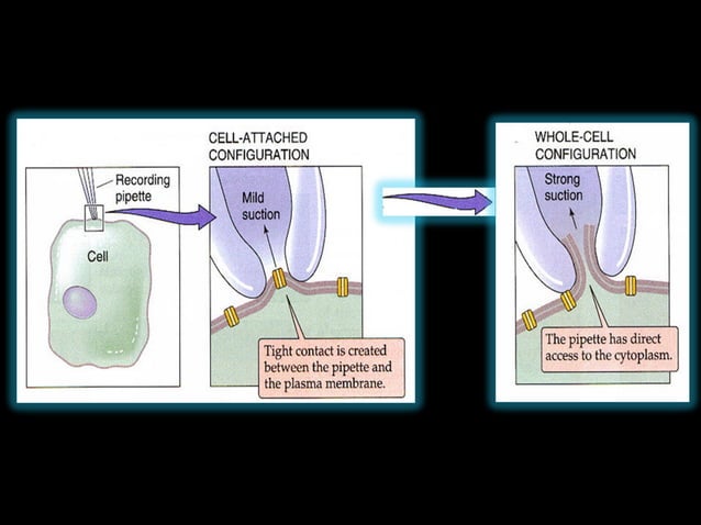 patch clam technique | PPT