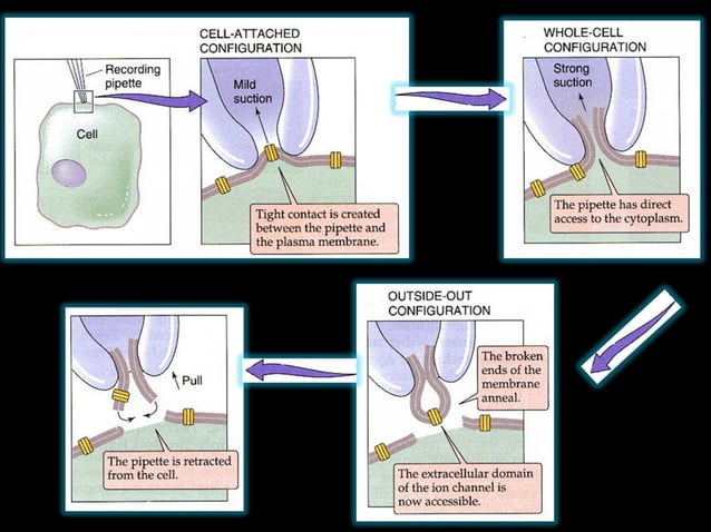 patch clam technique | PPT