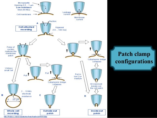 patch clam technique