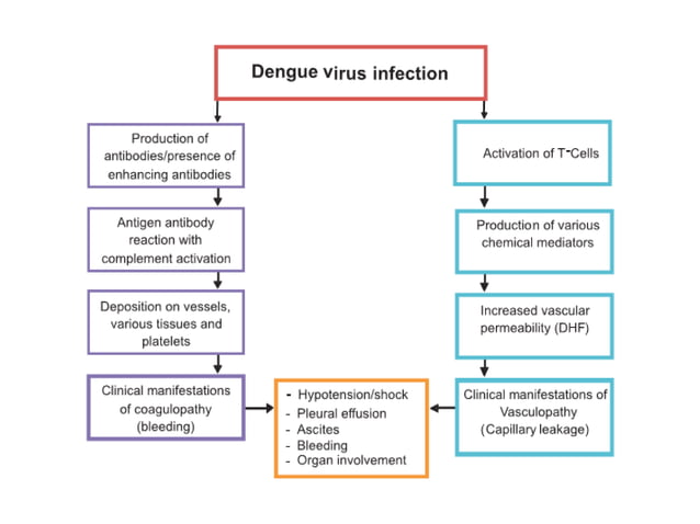 dengue diagnosis and management | PPTX