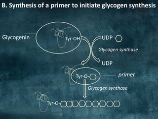 Glycogen Metabolism | PPTX