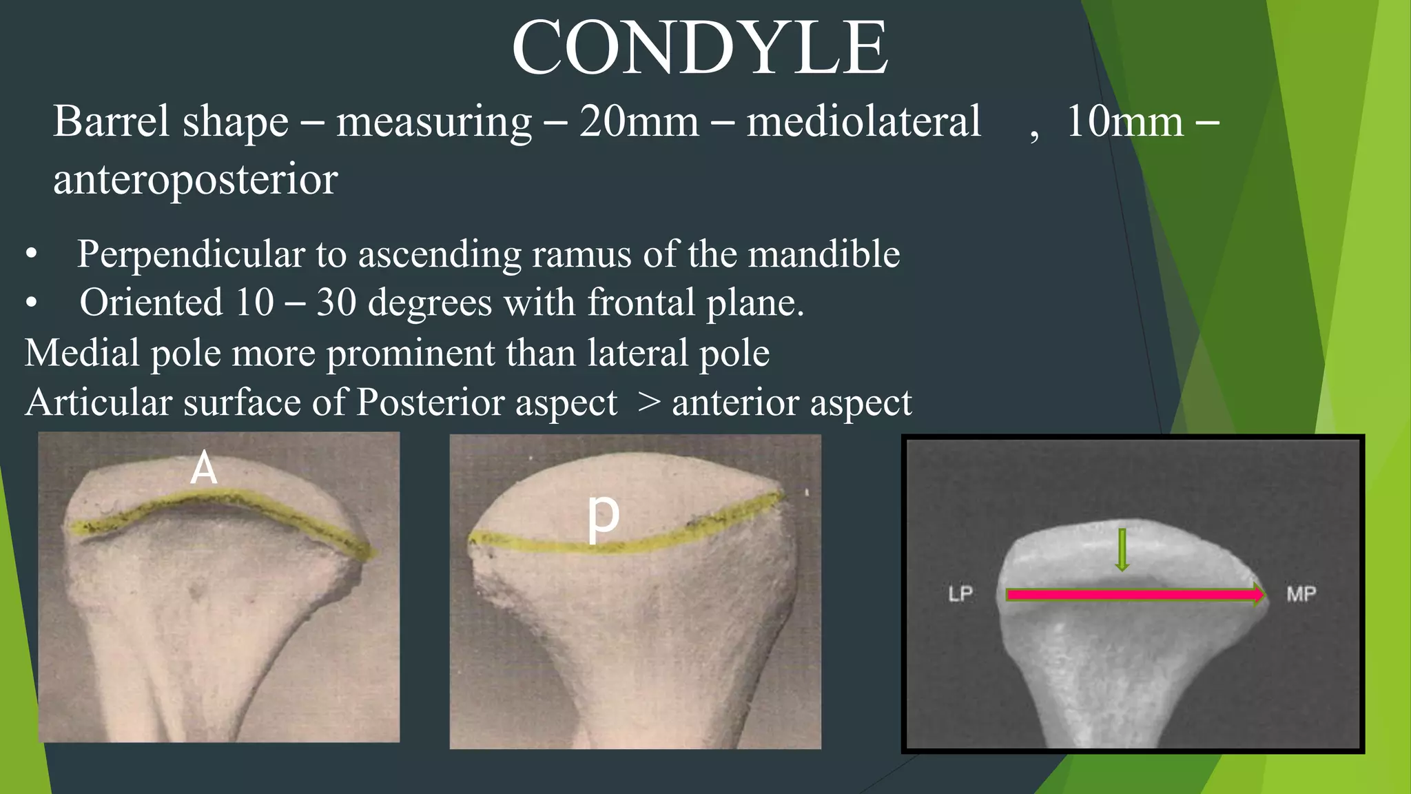 Presentation temporomandibular joint anatomy | PPTX