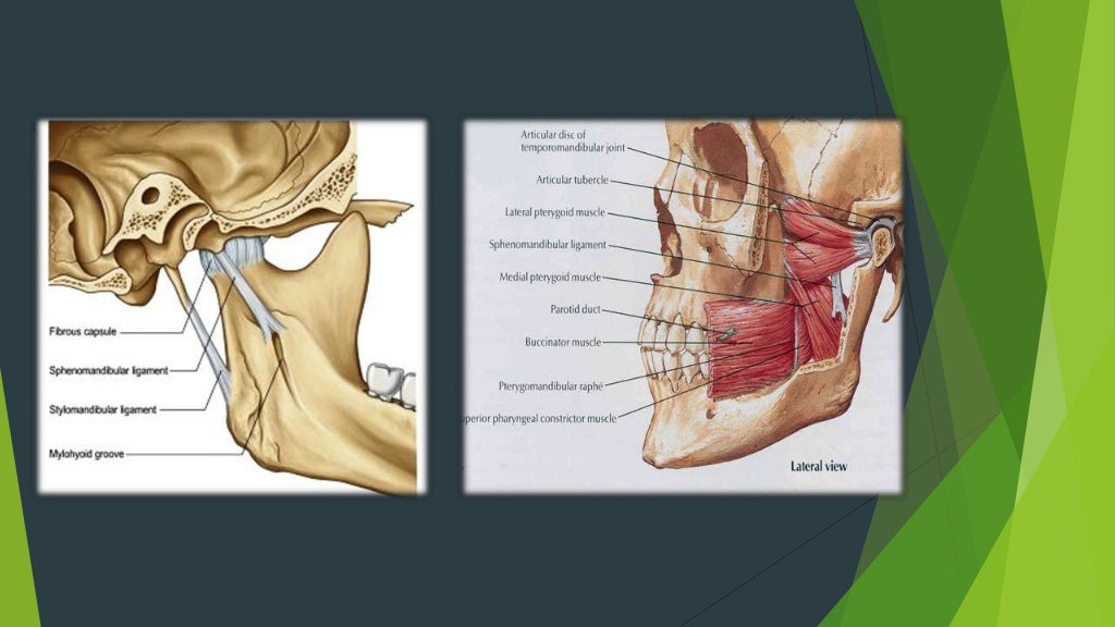 Presentation temporomandibular joint anatomy