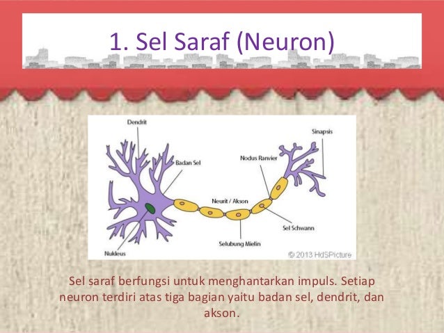 Biologi - Sistem Saraf