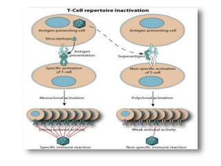 MHC, Superantigens | PPT