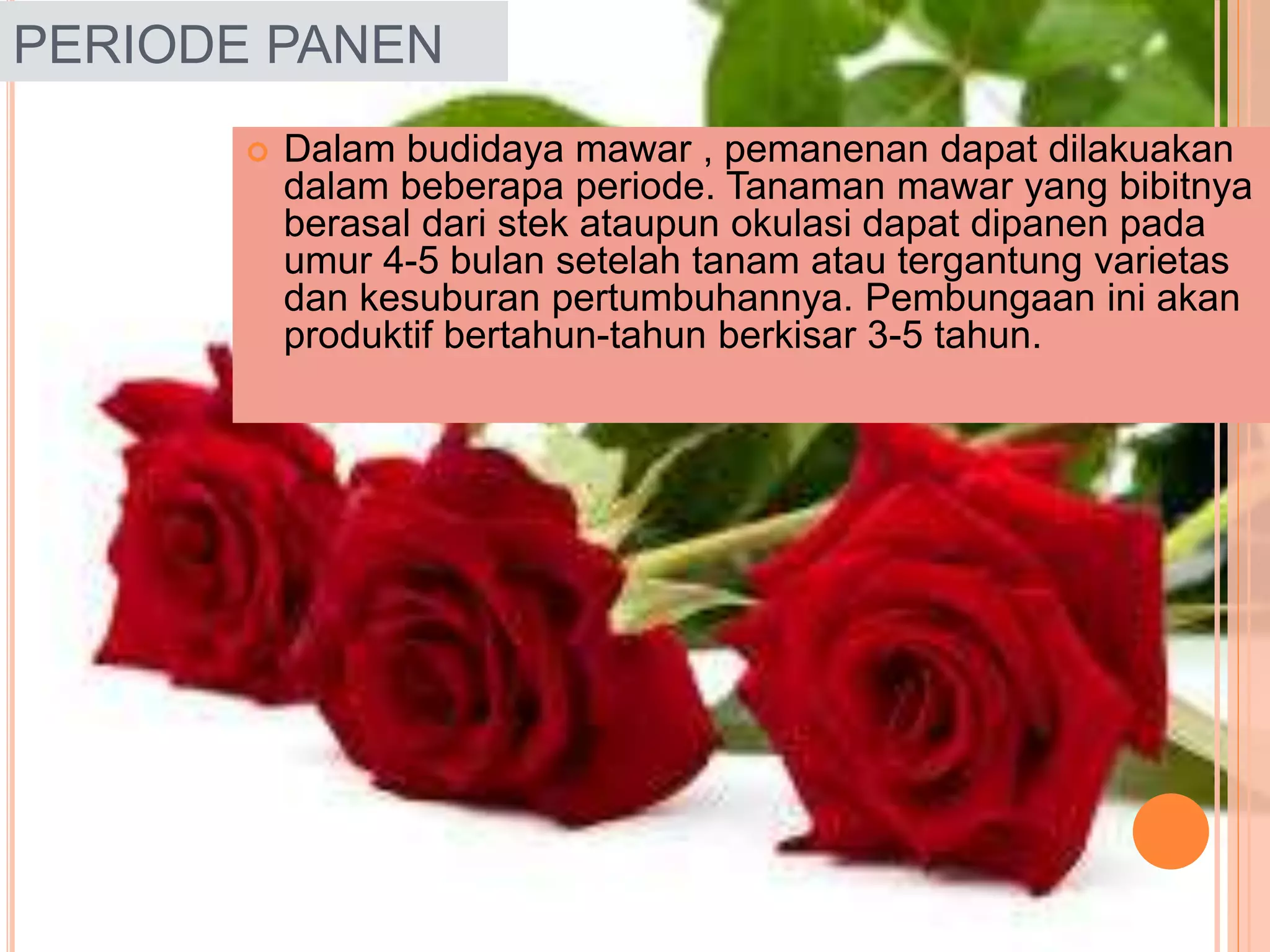 Powerpoint bunga mawar | PPTX