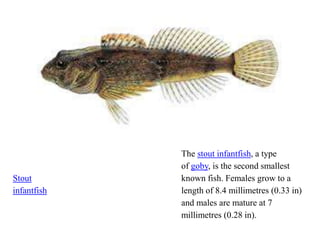 Presentation1.pptx diveristy in fishes | PPT
