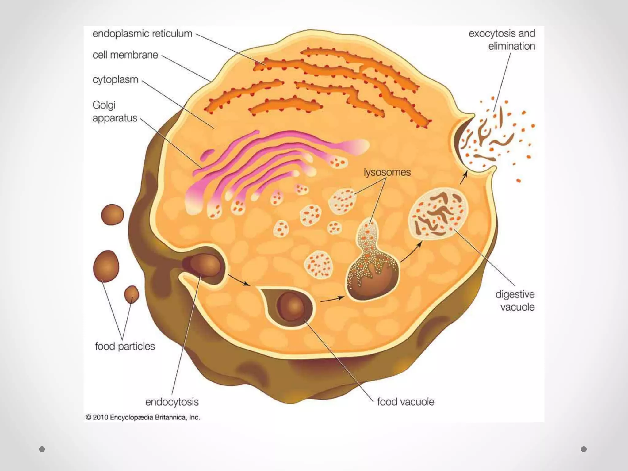 lysosomes | PPTX